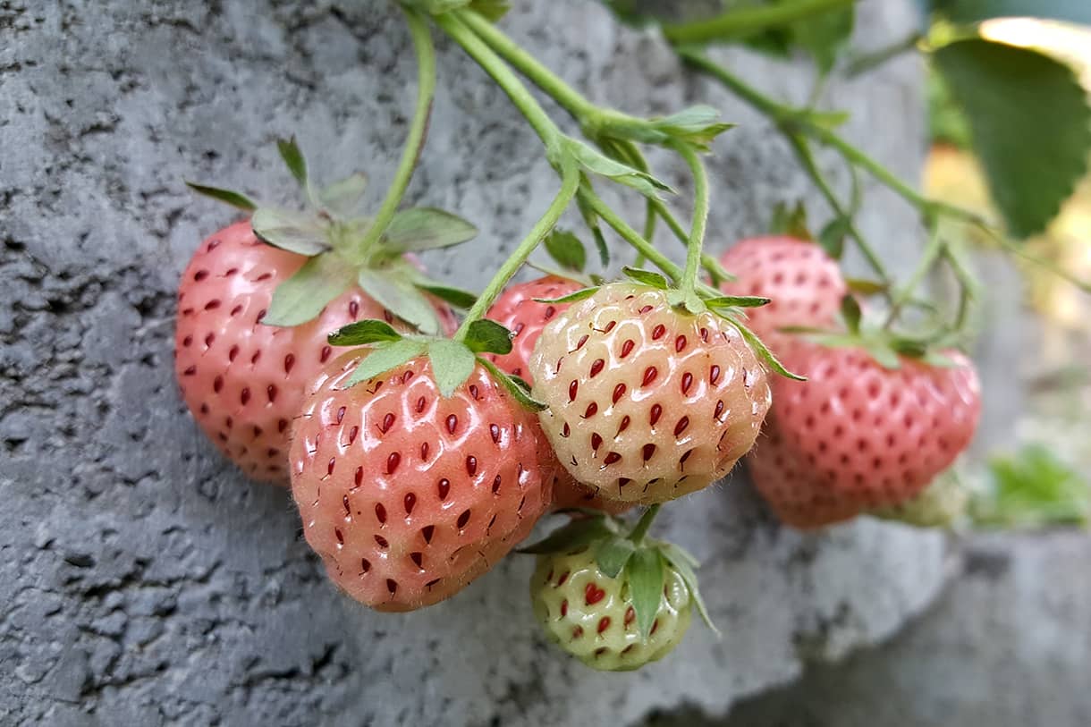 Les meilleures variétés de fraisiers à cultiver au jardin | Détente jardin
