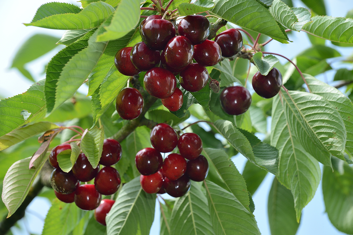 8 variétés de cerisiers à fruits pour le jardin | Détente jardin