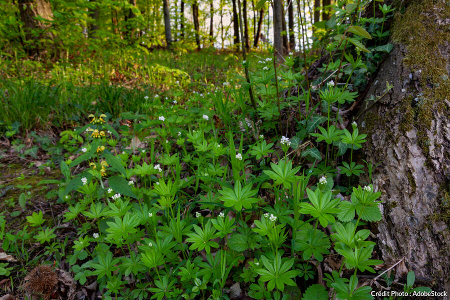 Aspérule odorante : guide complet pour cultiver et utiliser cette ...