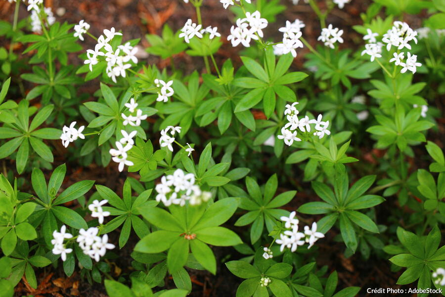 Aspérule odorante : guide complet pour cultiver et utiliser cette ...