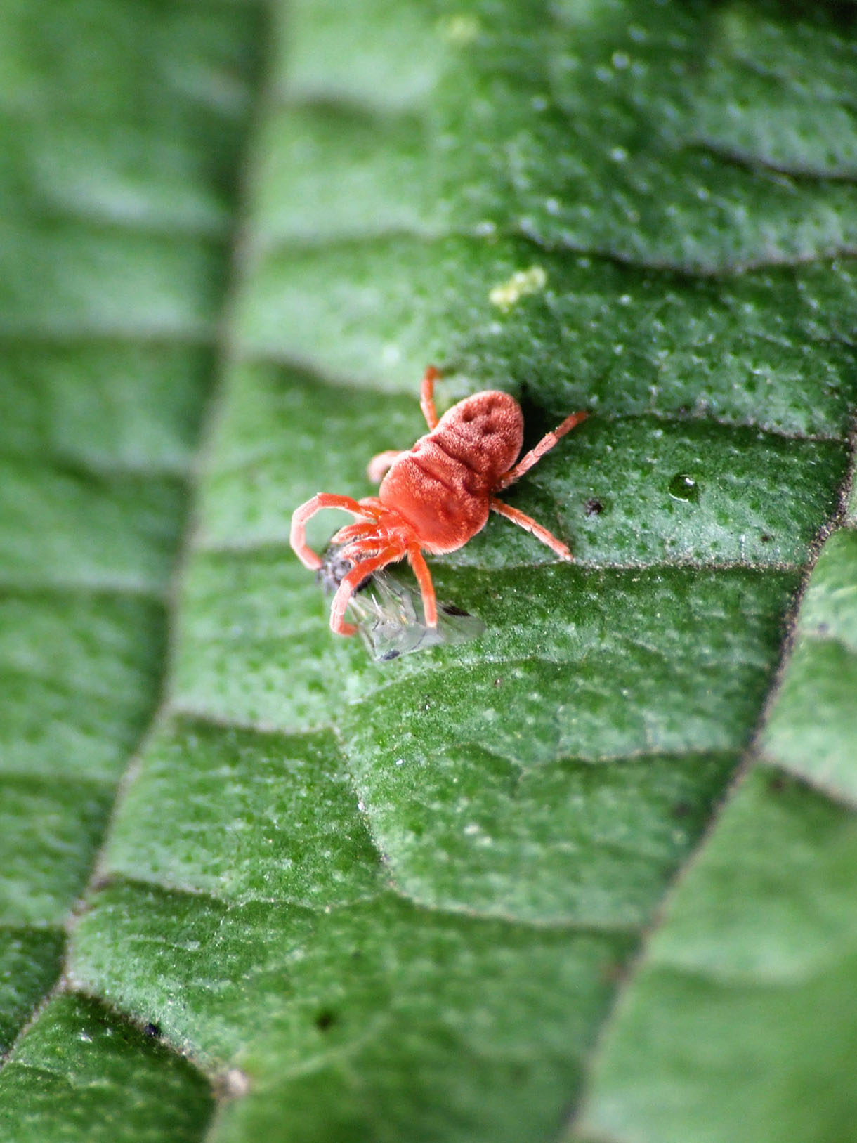 Comment en finir naturellement avec les acariens? | Détente jardin
