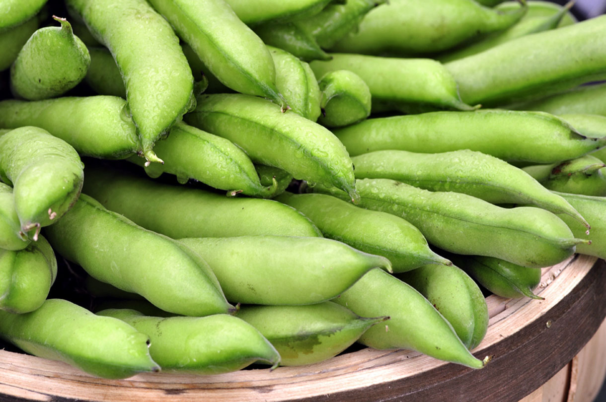 Fiche pratique : la fève | Détente jardin