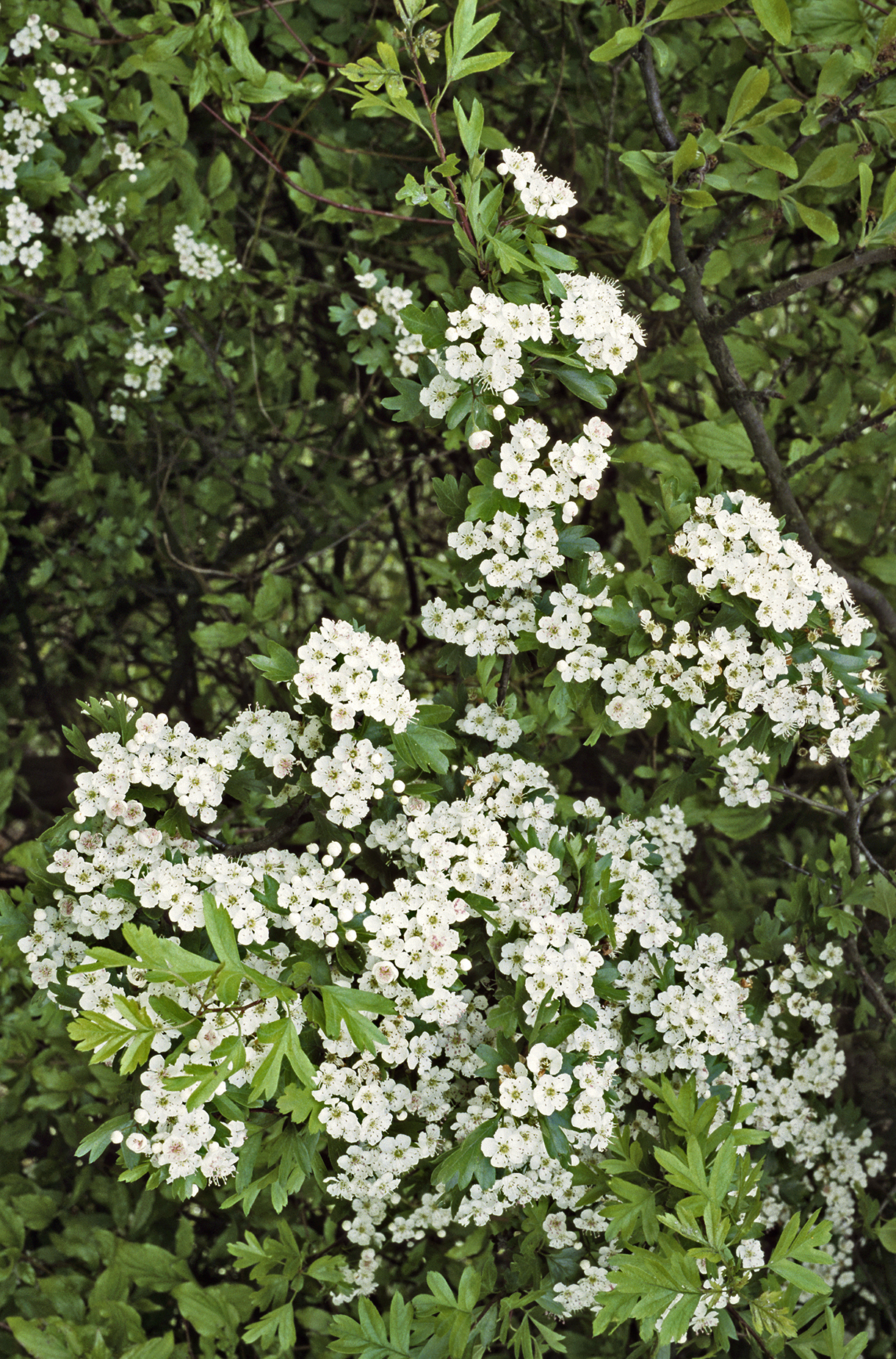 Arbre : taille, plantation et entretien | Détente jardin