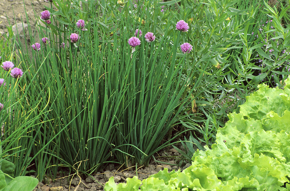 Fiche aromatique : la ciboulette | Détente jardin