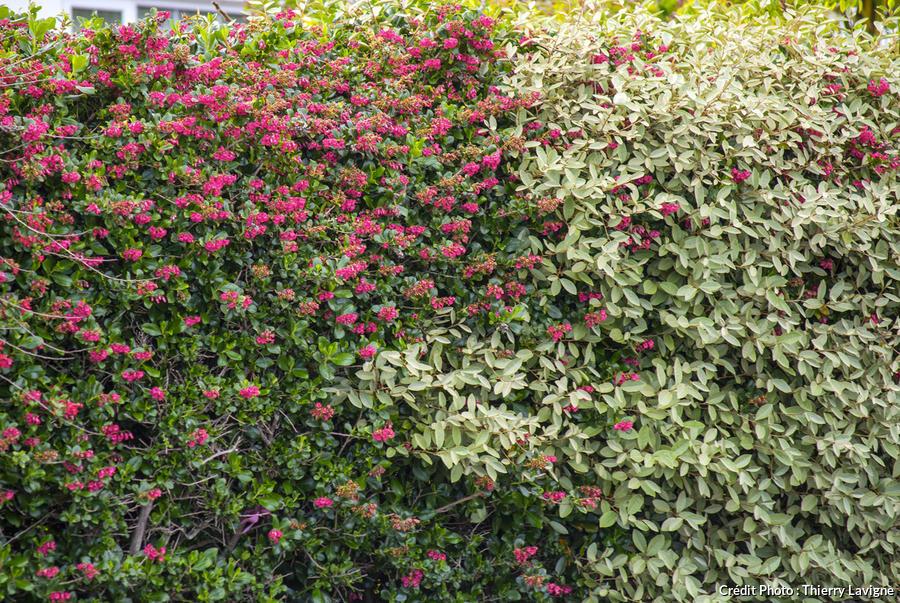 50 arbustes pour une haie persistante | Détente jardin