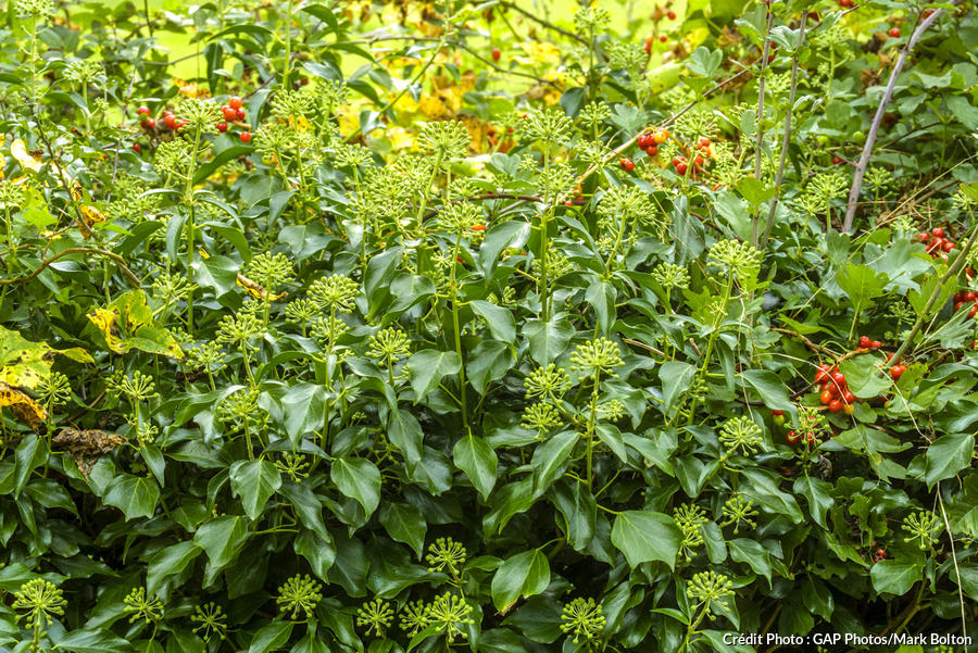 50 arbustes pour une haie persistante | Détente jardin