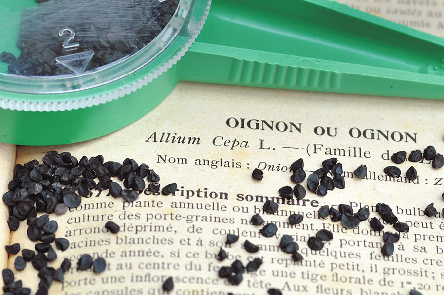 Semis des oignons blancs : les étapes pour les réussir | Détente jardin