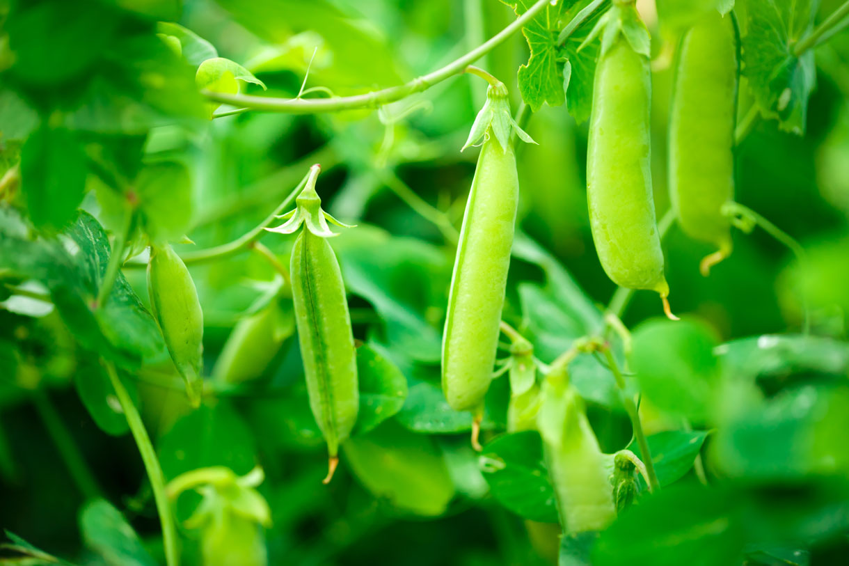 Semer les petits pois avec la Lune en 6 étapes | Détente jardin
