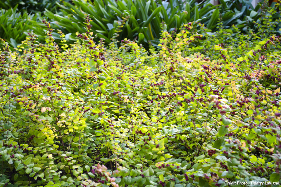 50 arbustes pour une haie persistante | Détente jardin