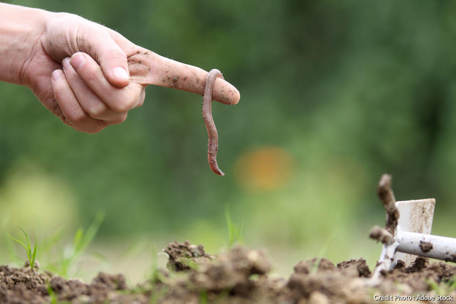 Tout savoir sur le ver de terre | Détente jardin