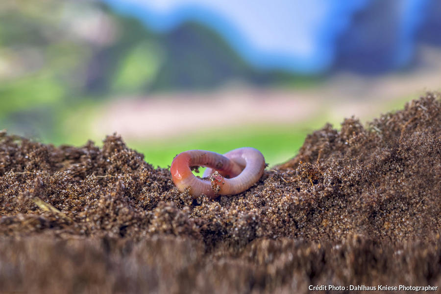 Tout savoir sur le ver de terre | Détente jardin