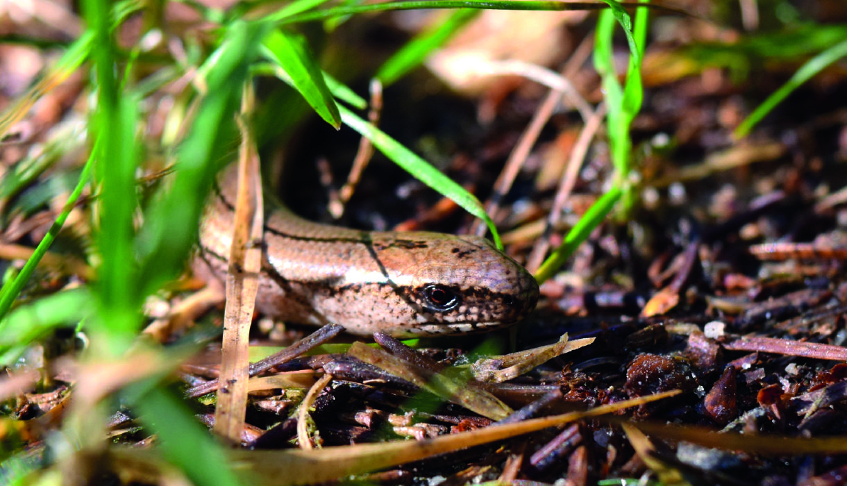 Orvet : tout savoir en 12 questions - réponses | Détente jardin