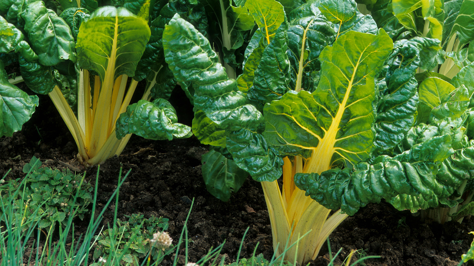 Comment cultiver la poirée, blette ou bette ? ? | Détente jardin