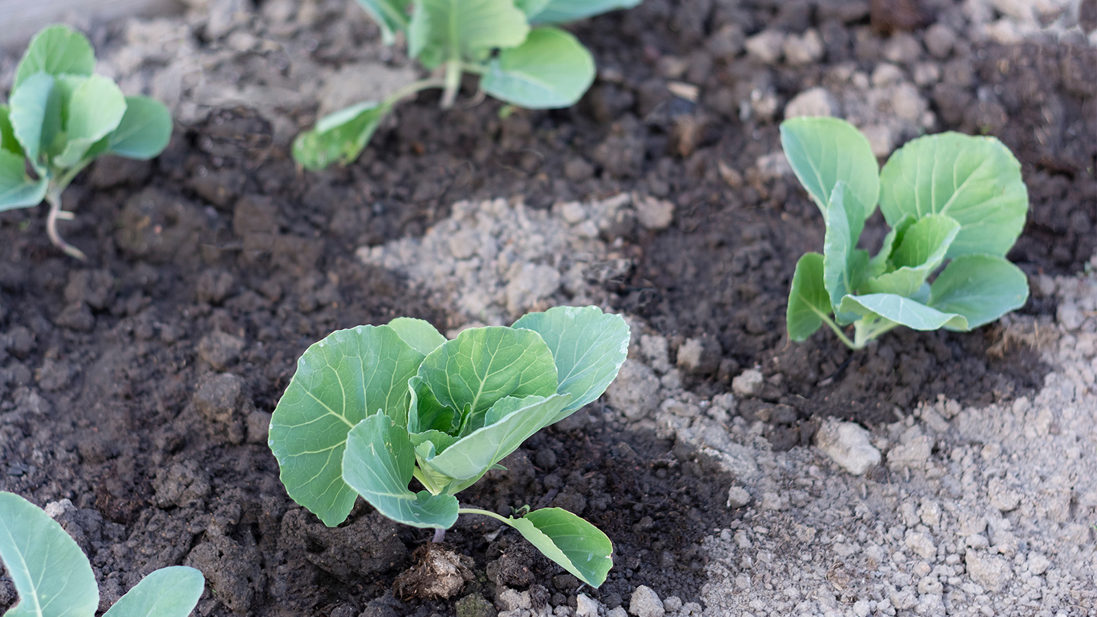 Comment cultiver le chou-fleur ? | Détente jardin