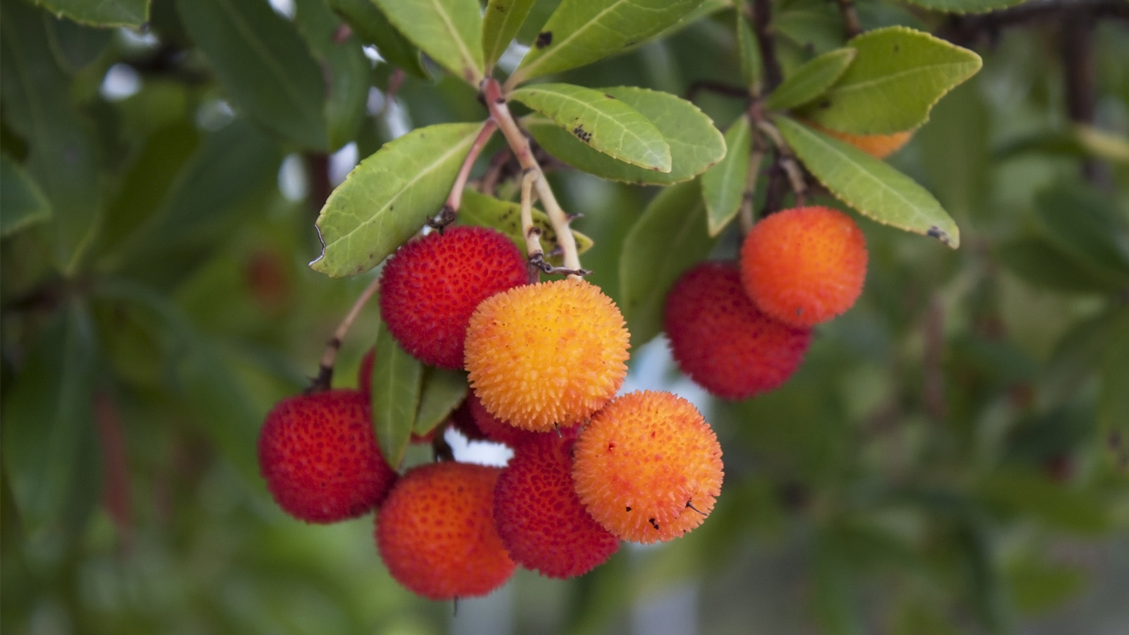 Guide pratique pour cultiver un arbousier : choix, plantation ...