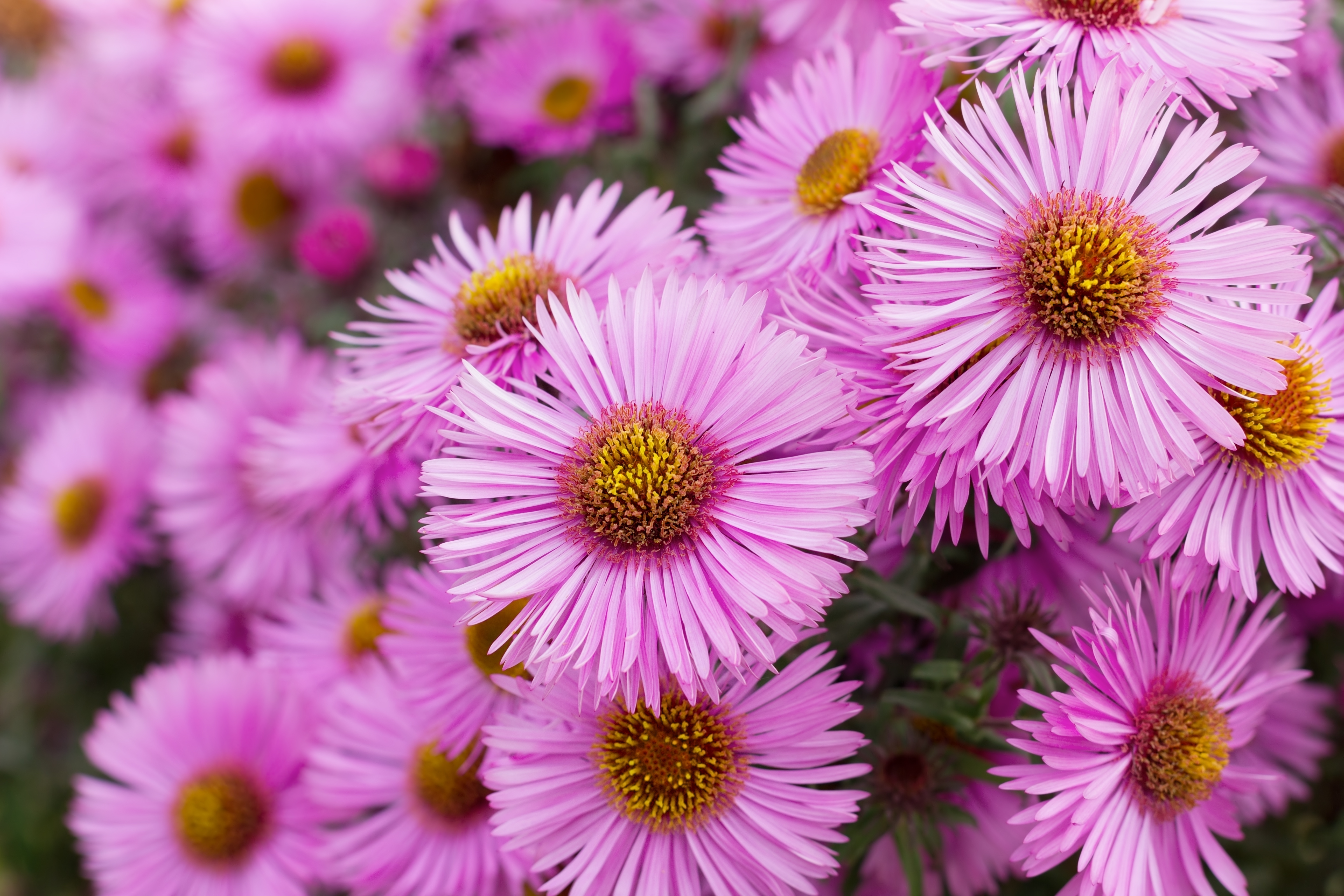 Culture et entretien des asters | Détente jardin