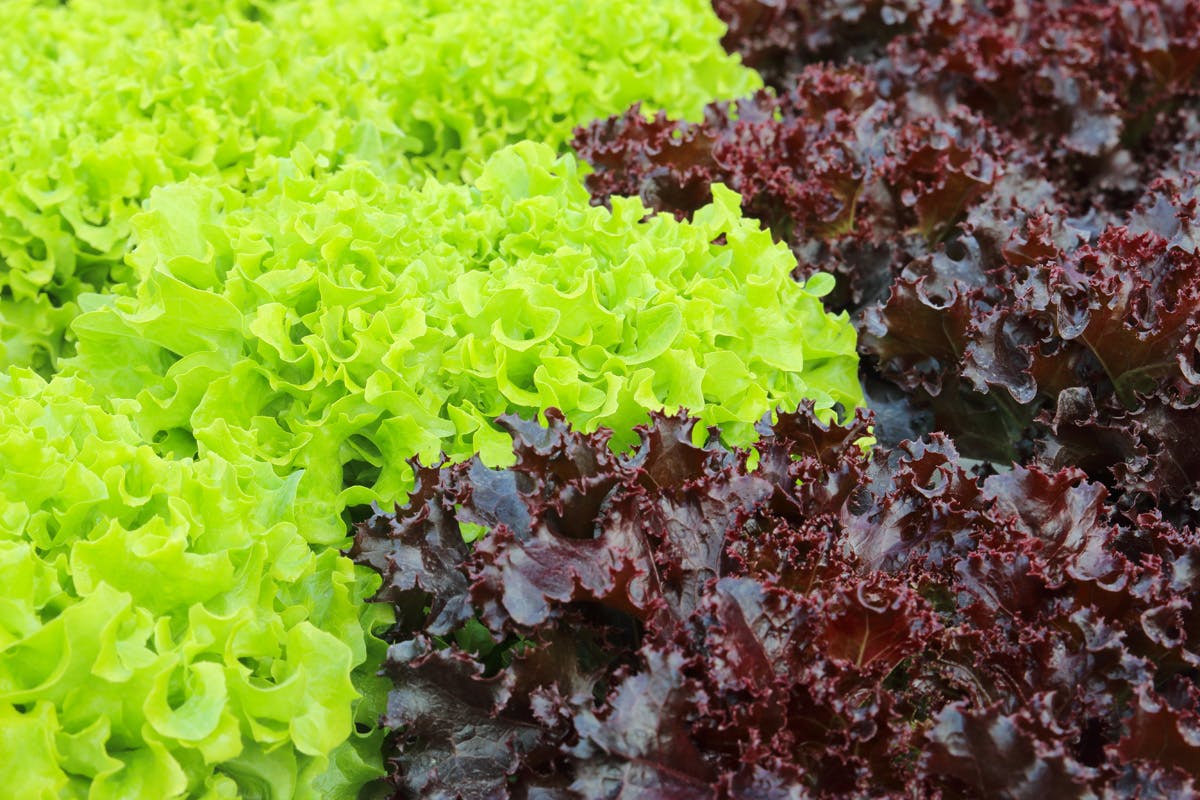 La laitue Feuille de Chêne : culture, plantation, récolte | Détente ...