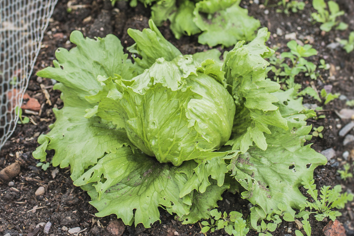 La laitue Iceberg : culture, plantation, récolte | Détente Jardin ...