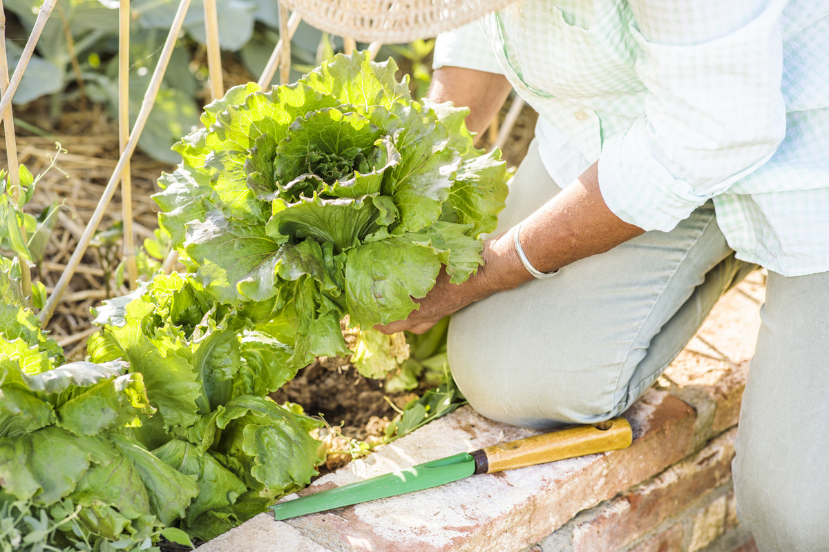 La batavia : culture, plantation, récolte | Détente Jardin | Détente jardin