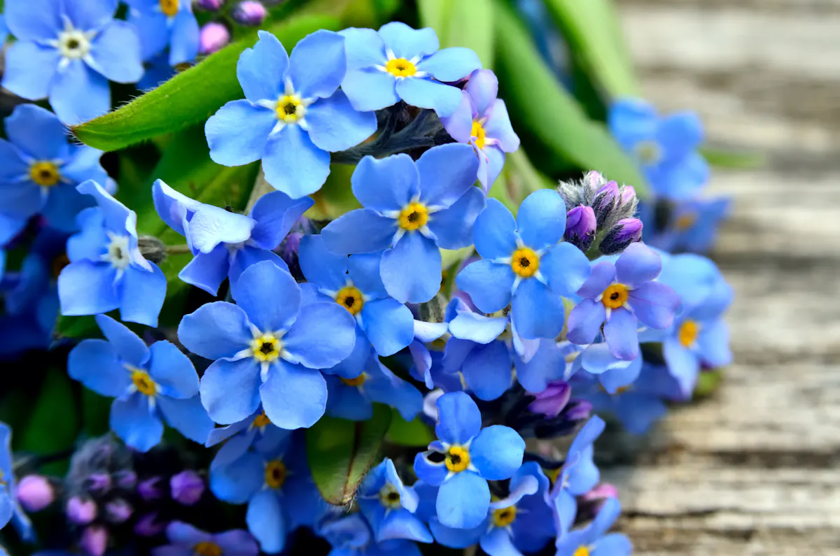 Myosotis : culture, semis et entretien de cette ravissante plante à ...