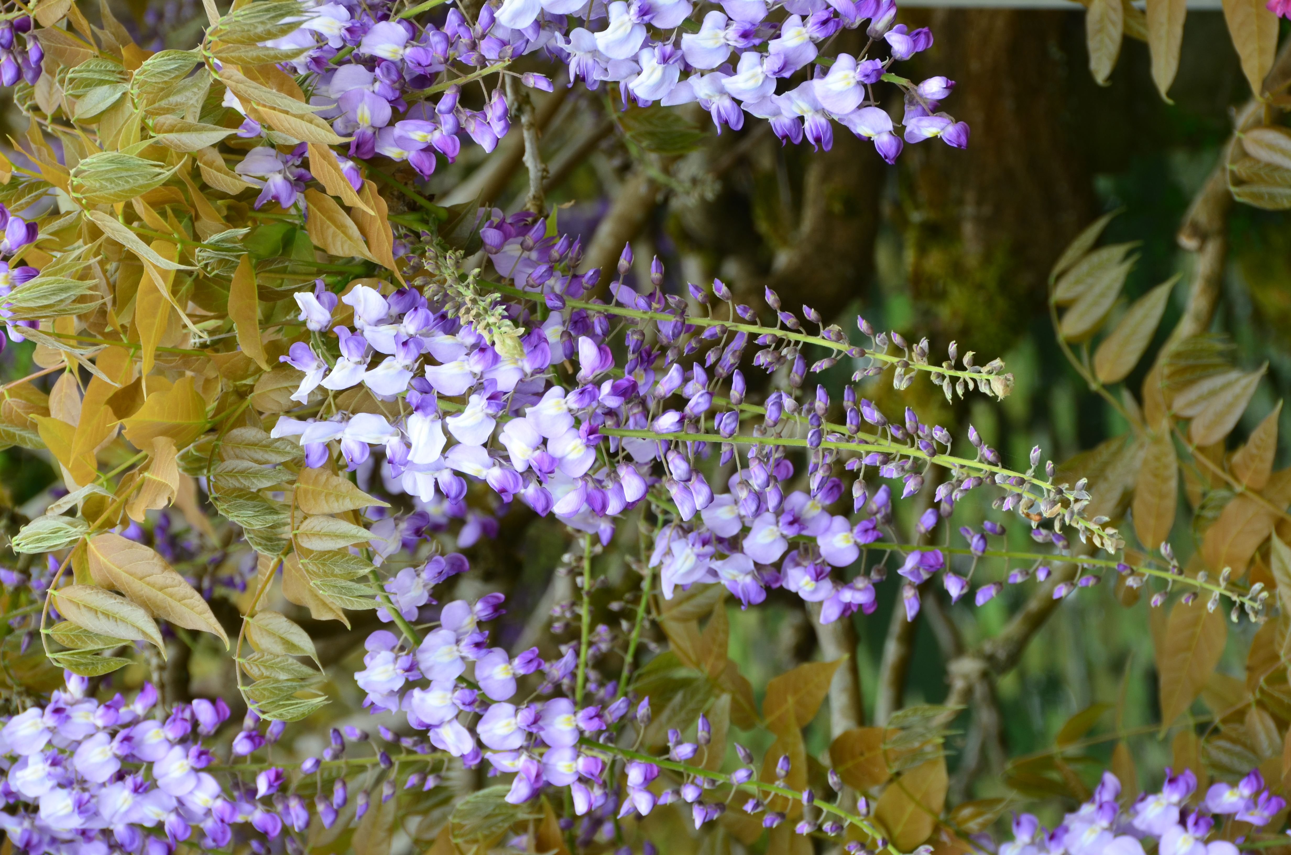 "Découvrez les meilleurs arbustes pour un jardin ensoleillé ou à mi ...