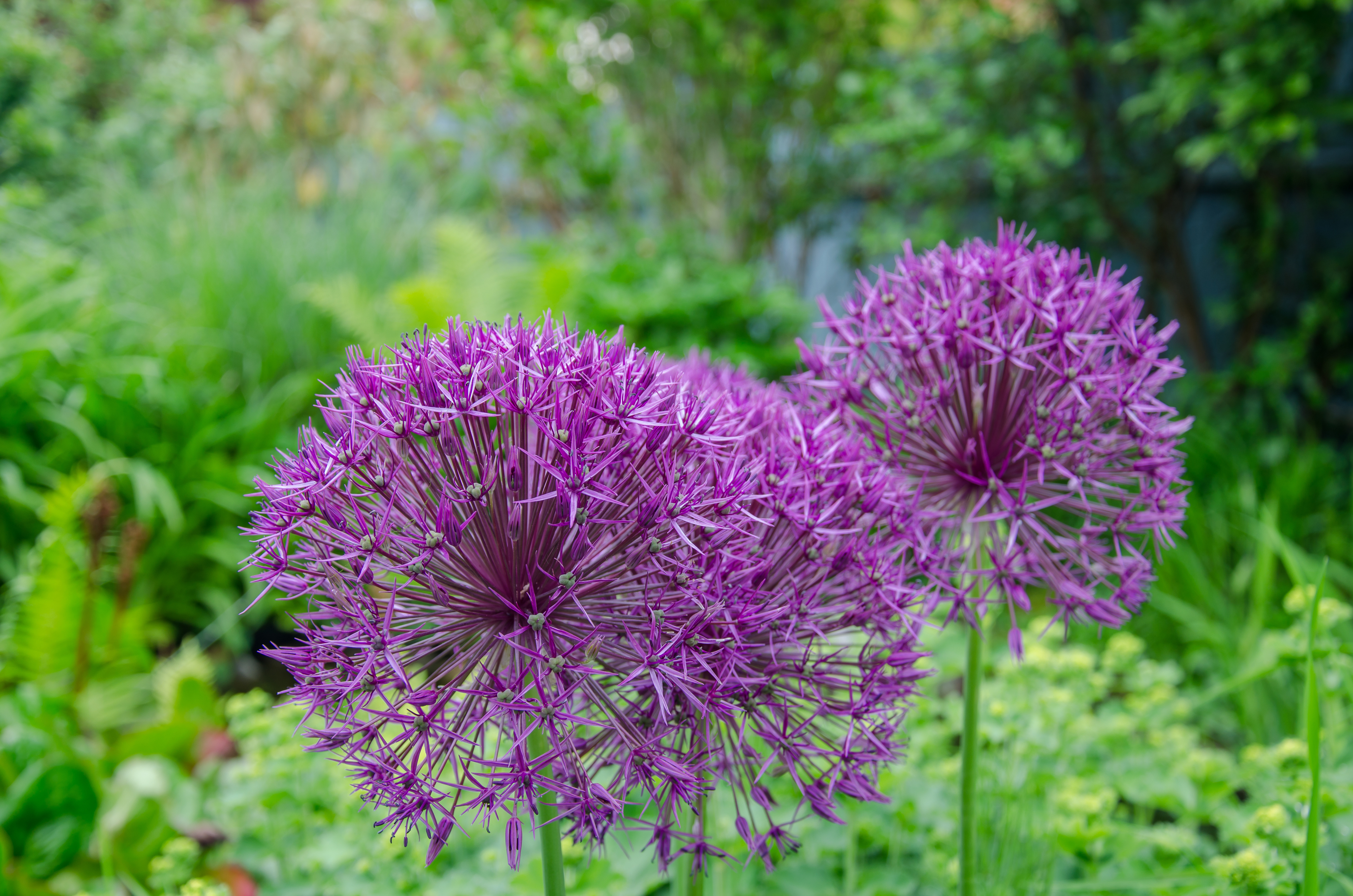 Cultiver les alliums d'ornement, aux floraisons graphiques | Détente jardin
