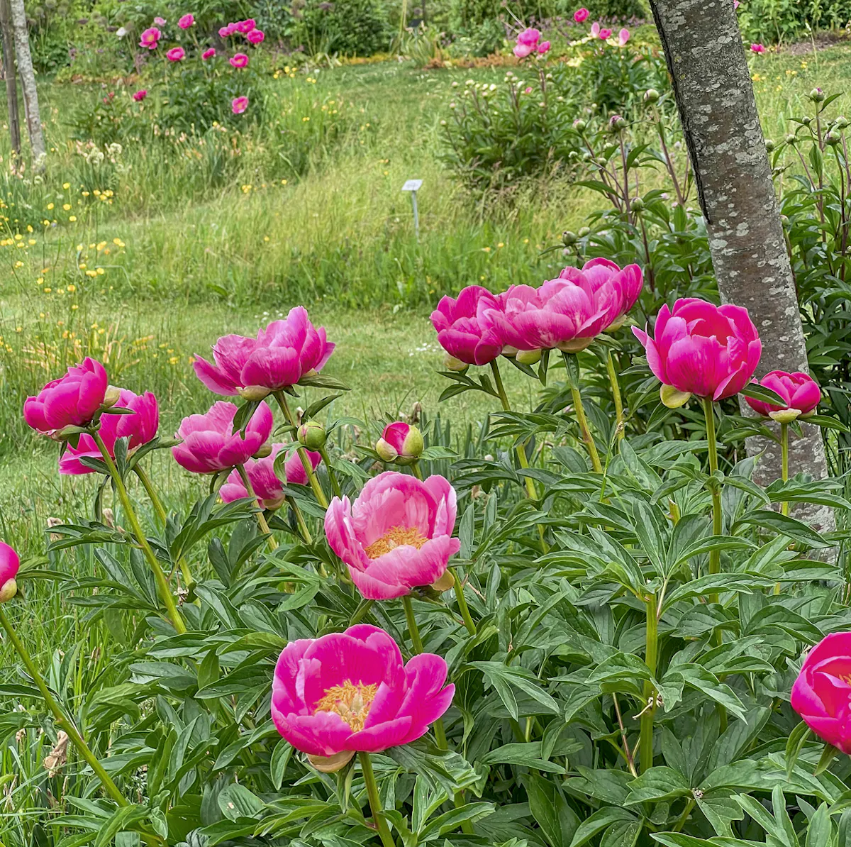 Fiche culture : pivoines herbacées et arbustives | Détente jardin