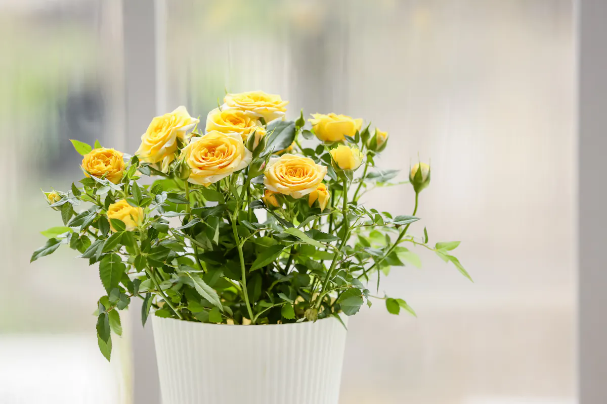 Conserver le mini rosier en pot reçu en cadeau | Détente jardin