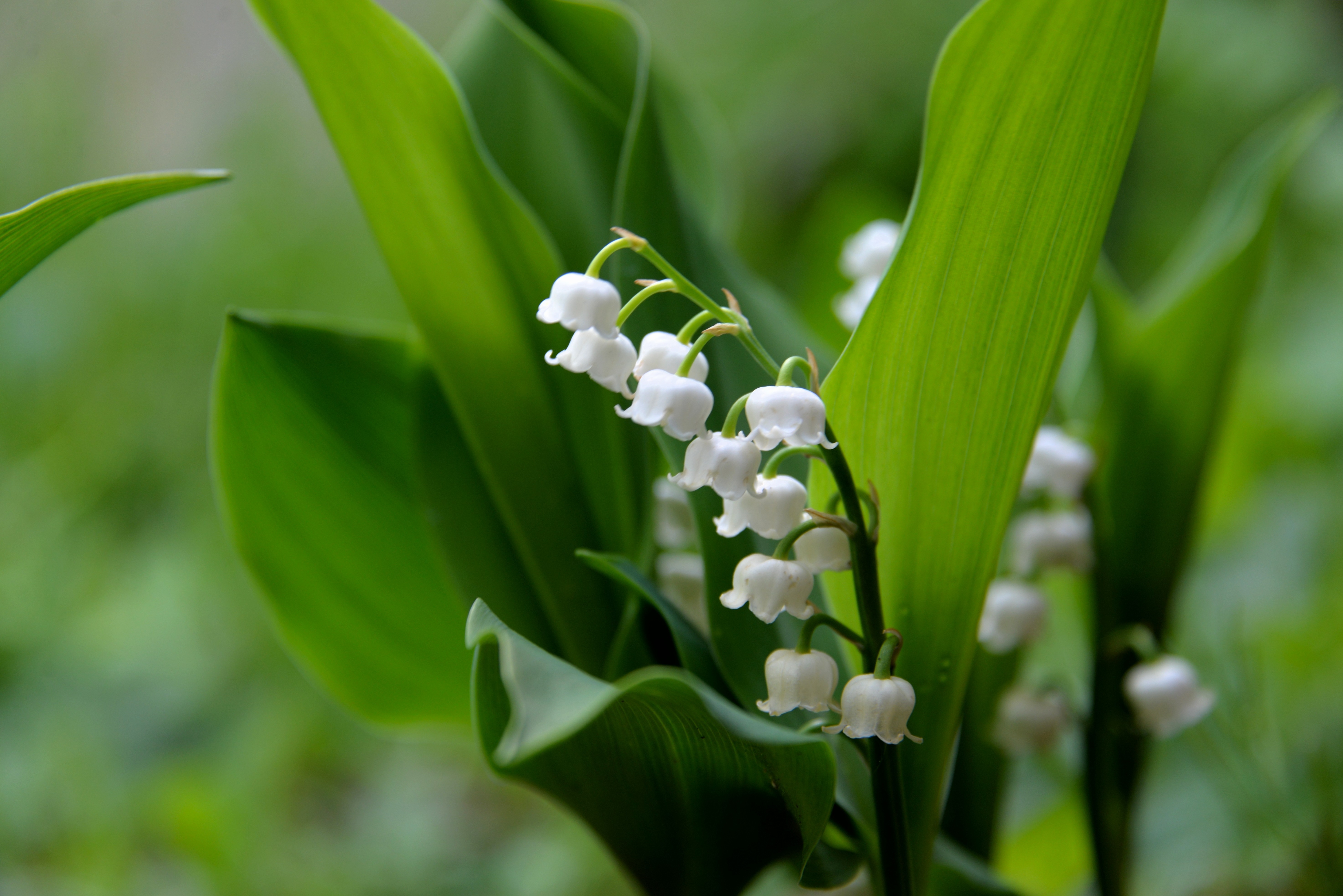 Détente Jardin : votre magazine de jardinage de référence | Détente jardin