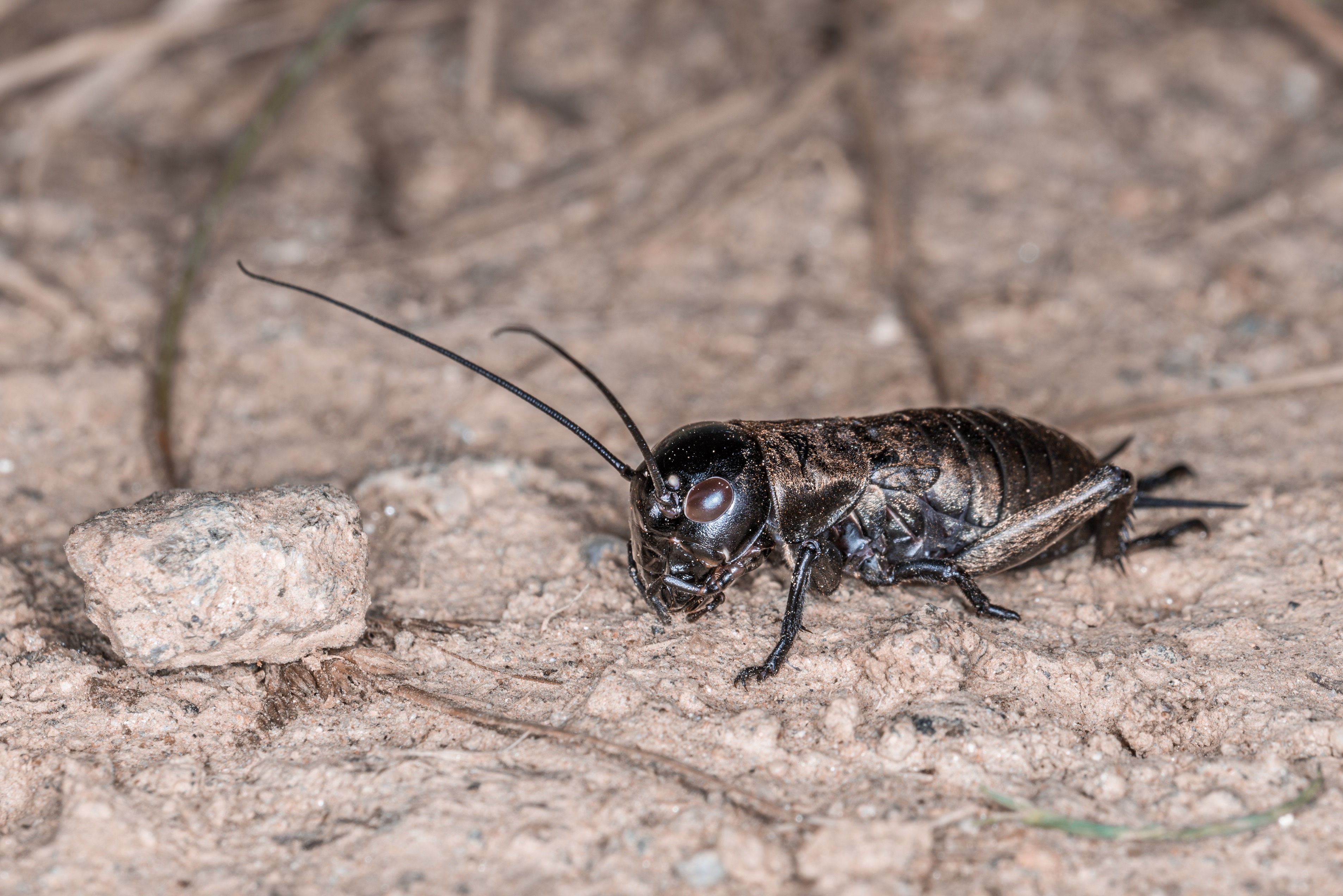 Apprendre à reconnaître grillons, sauterelles et criquets, les insectes ...