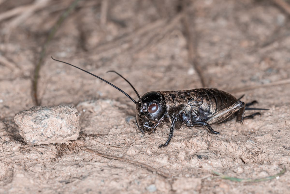 Apprendre à reconnaître grillons, sauterelles et criquets, les insectes ...