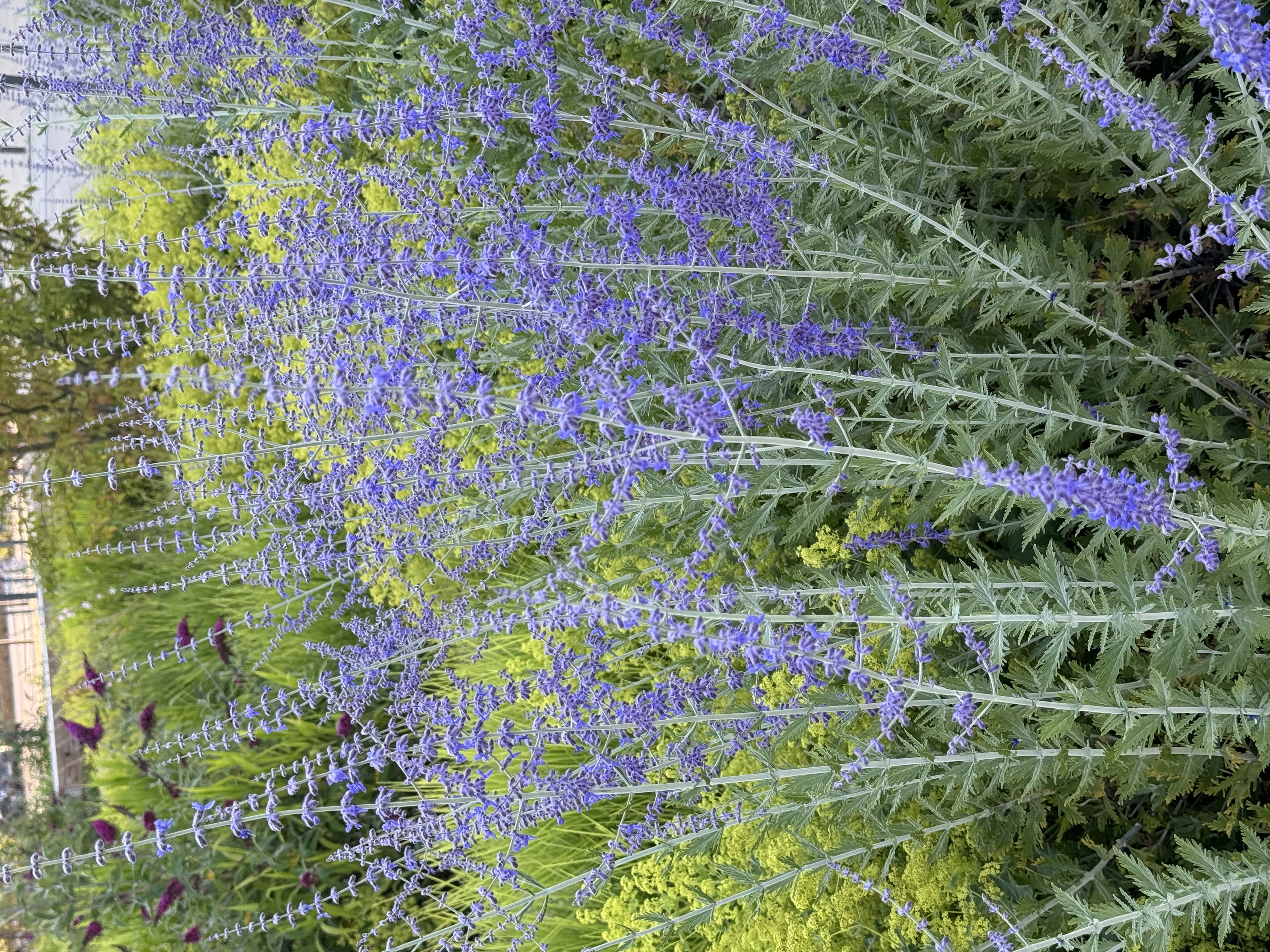 Perovskia: Guide Complet pour Cultiver la Sauge de Russie et Ses ...