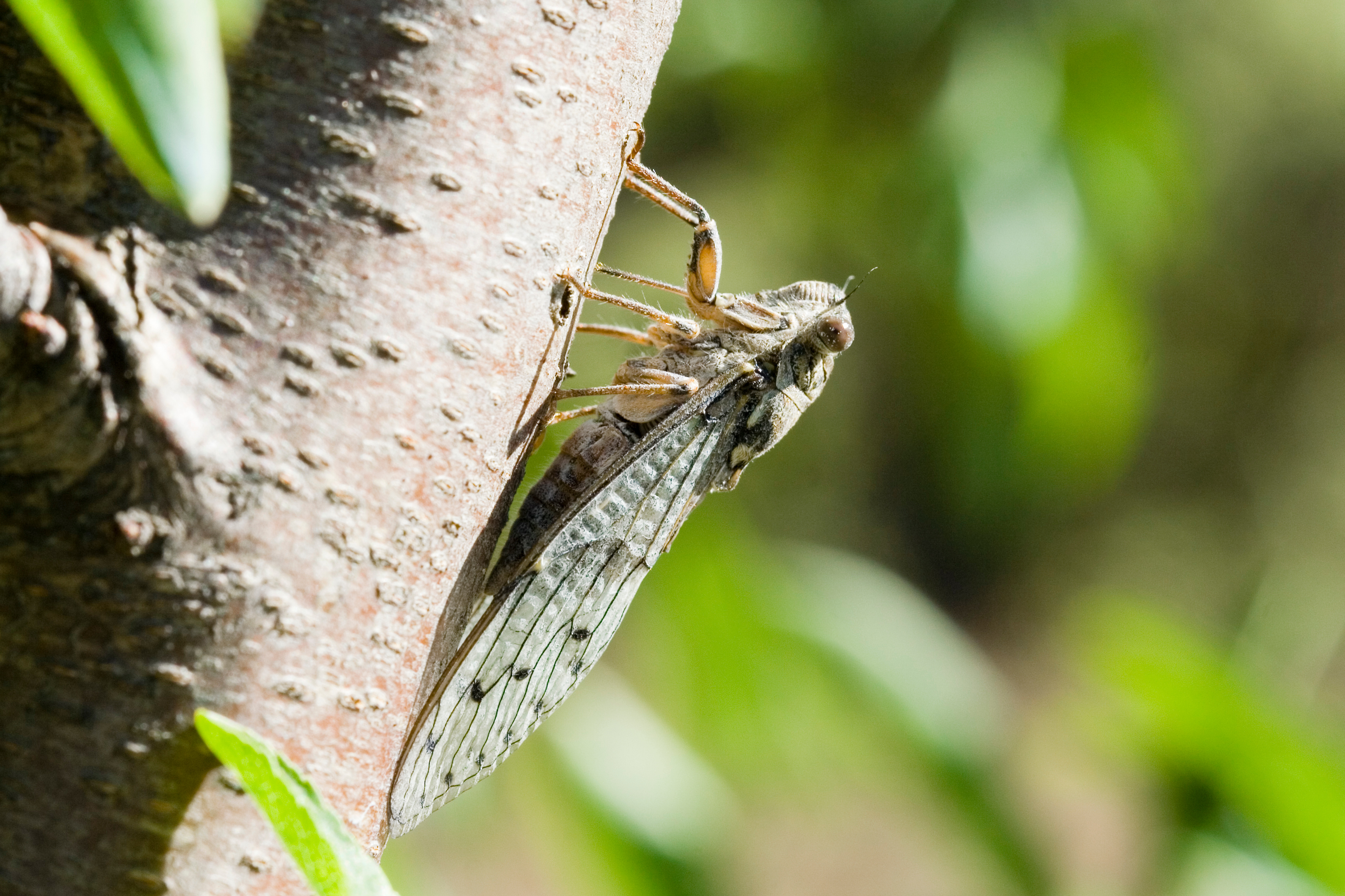 Découvrir les cigales et comprendre pourquoi elles stoppent leurs ...