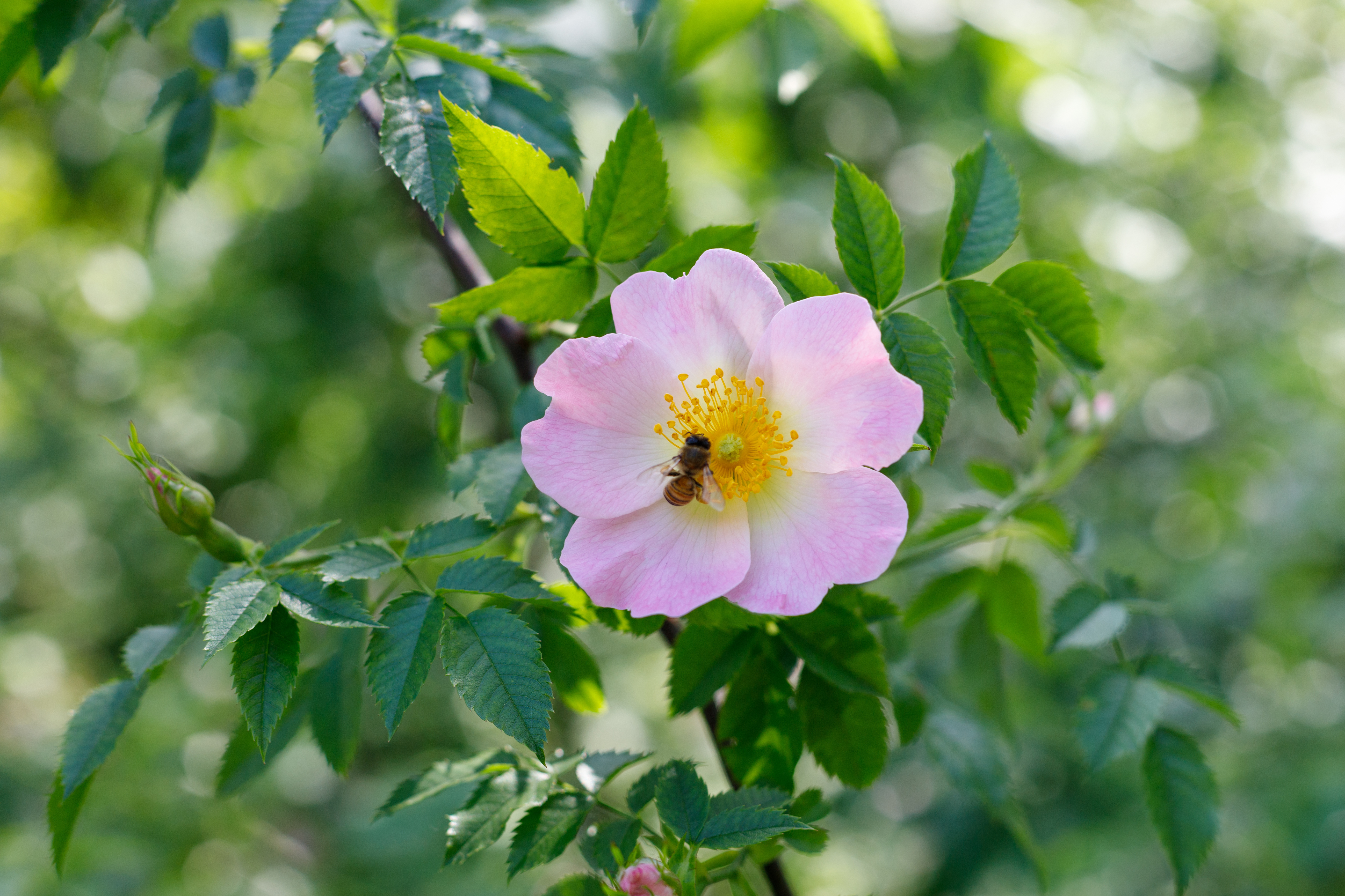Accueillir l'églantier, un rosier sauvage plein de charme avec ses ...