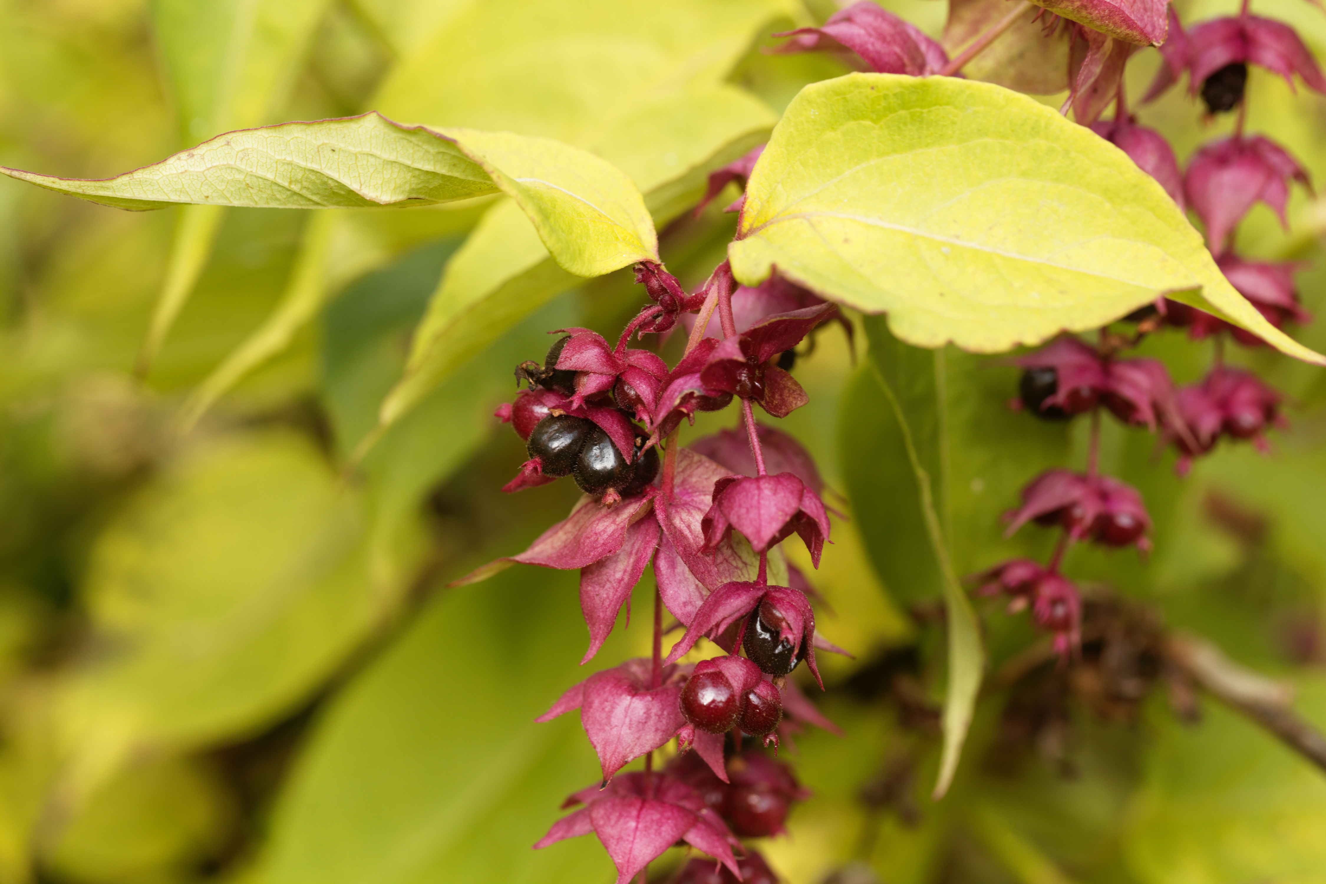 Découvrir et cultiver l'arbre aux faisans ou Leycesteria | Détente jardin