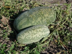 Réussir la culture de la citre, une pastèque à confiture | Détente jardin