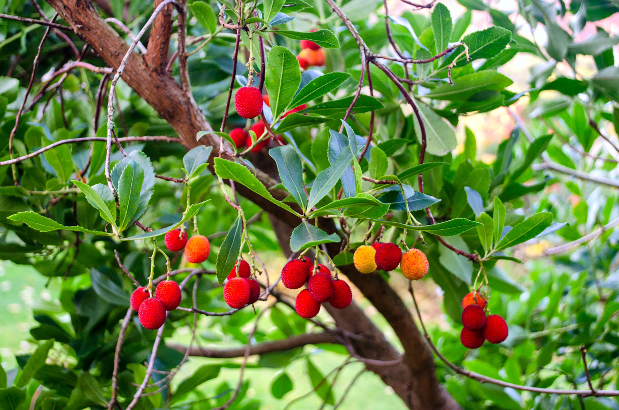 5 arbustes persistants et rustiques | Détente jardin
