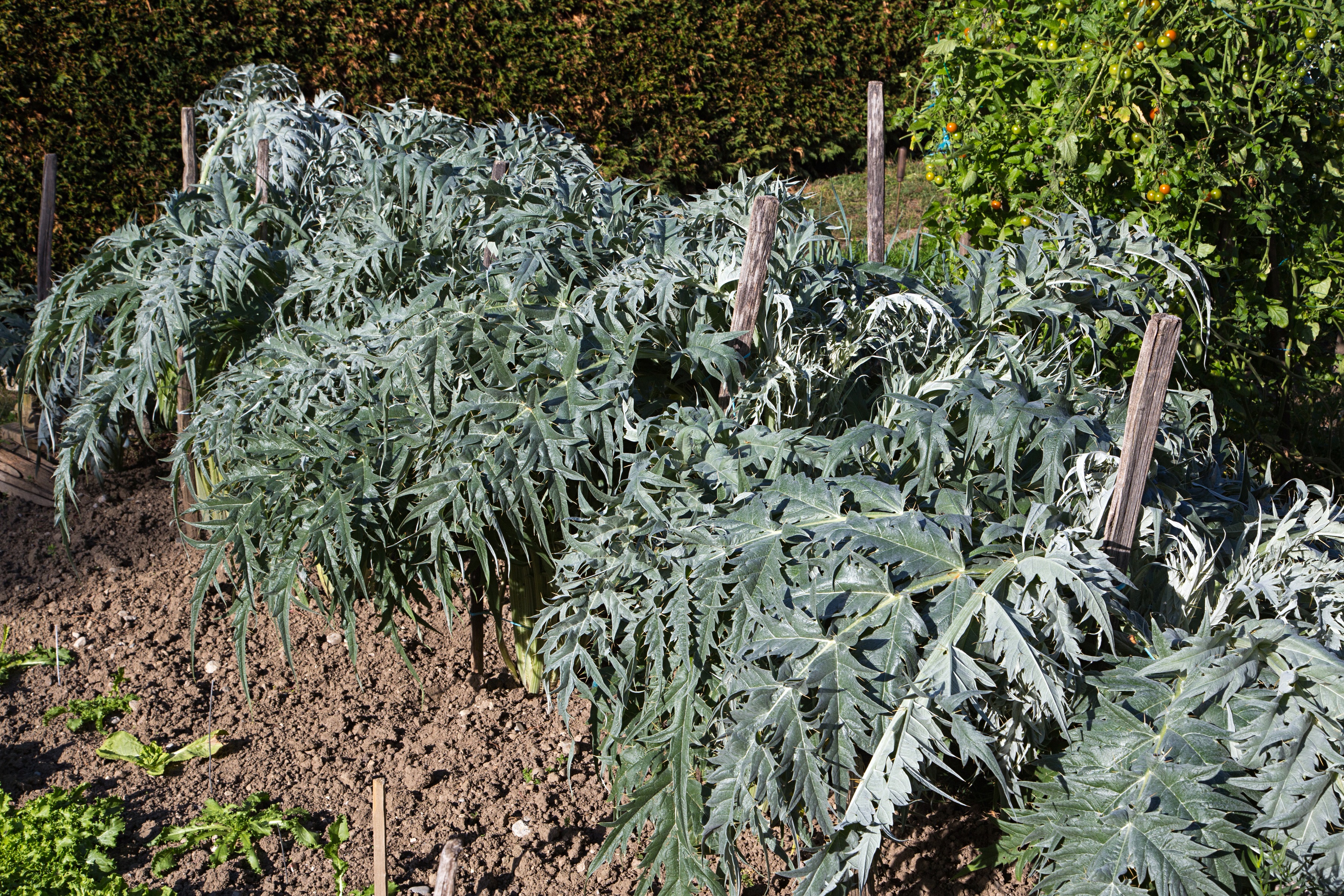 Réussir la culture du cardon, ce légume ancien aussi beau que bon ...