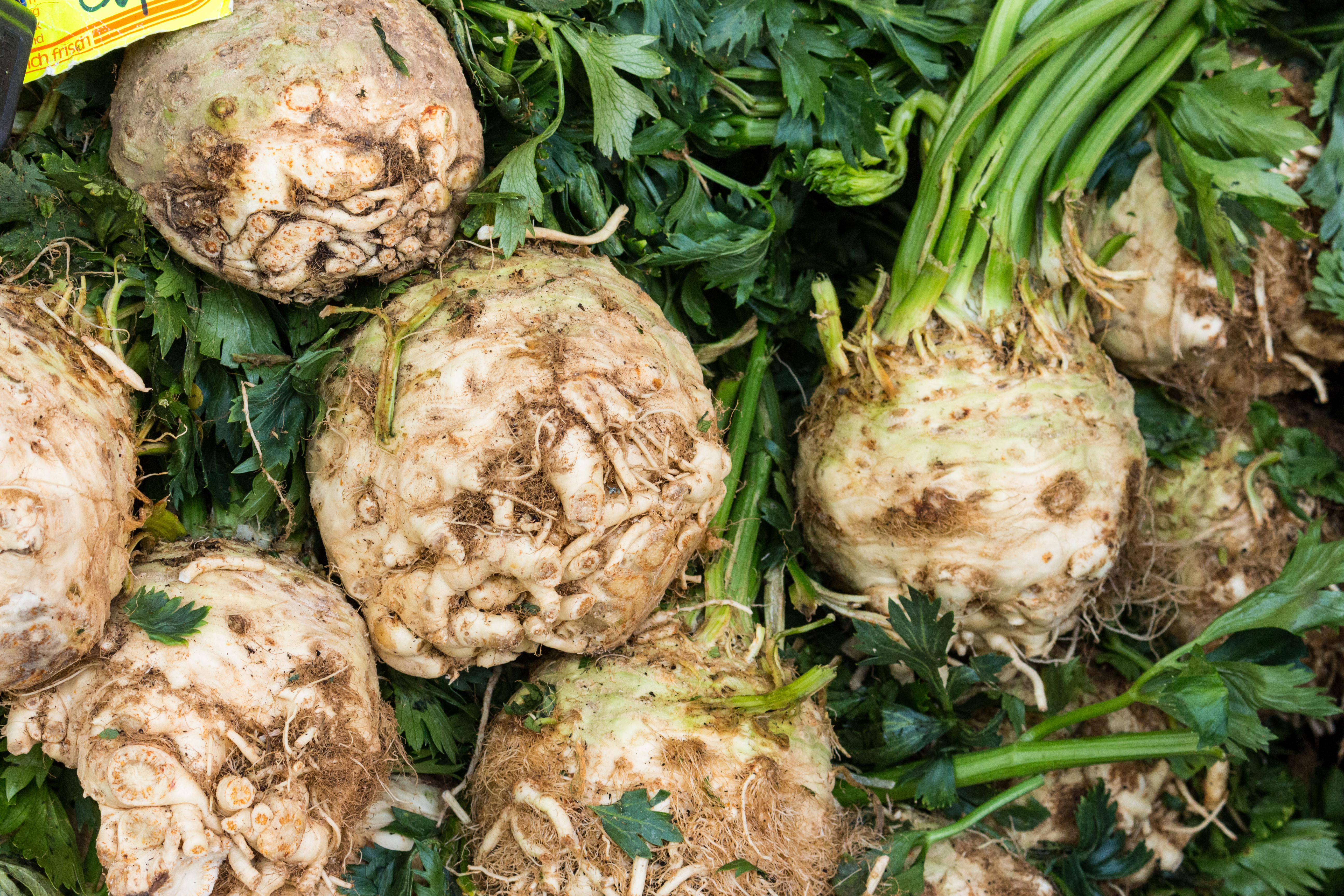 Céleri-rave : semis, culture, récolte et recette | Détente jardin