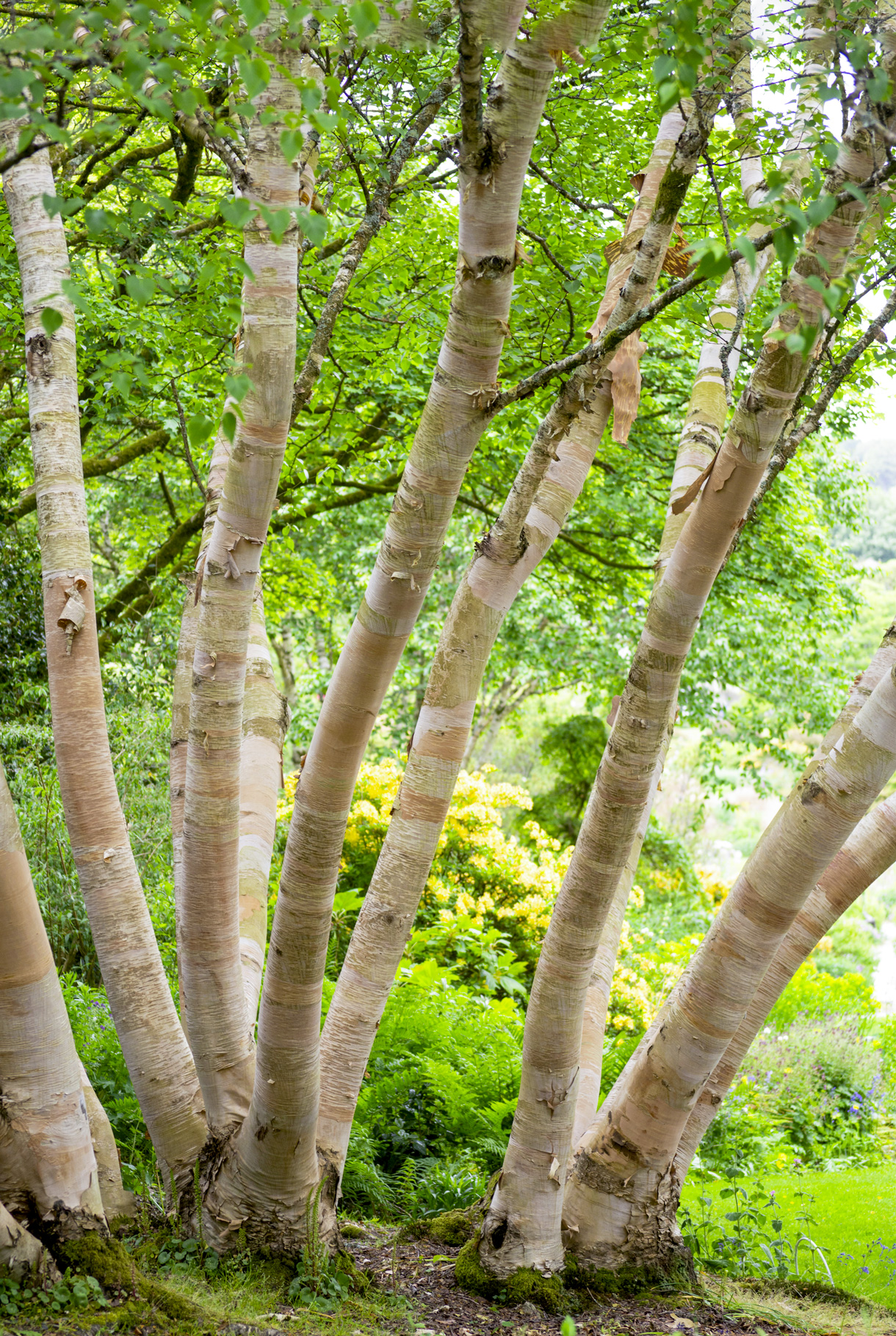 Arbres en cépée : ces arbres à troncs multiples, adaptés aux petits ...