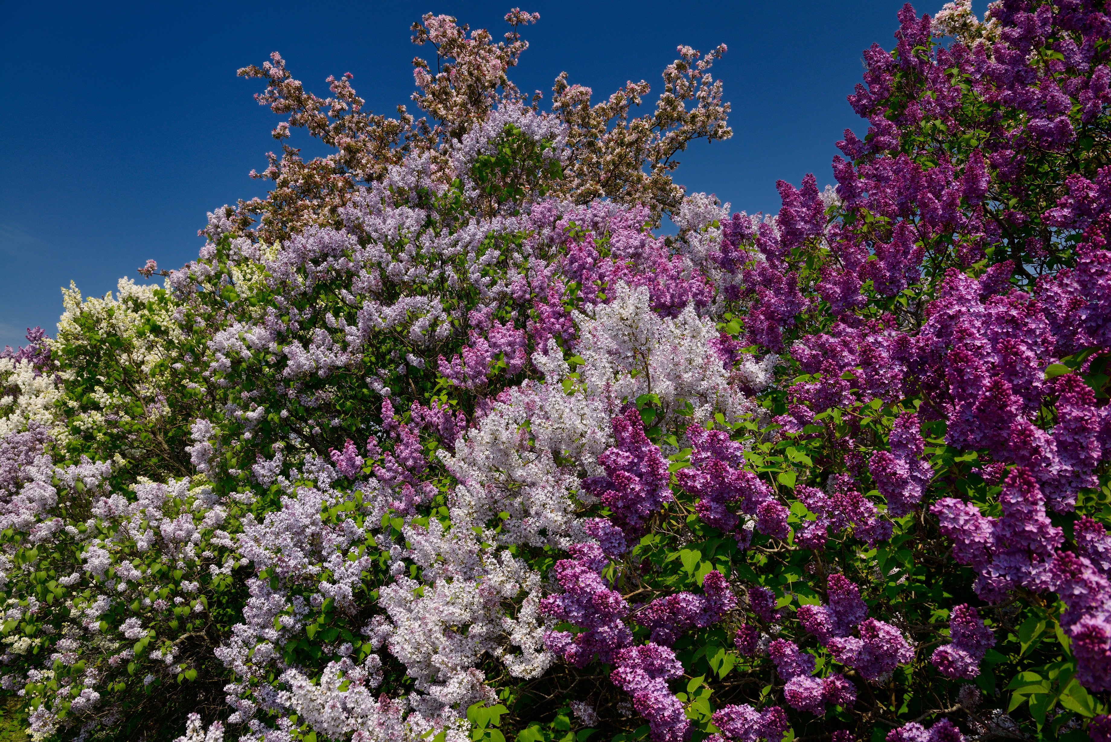 Cultiver le lilas et profiter de sa floraison généreuse suavement ...