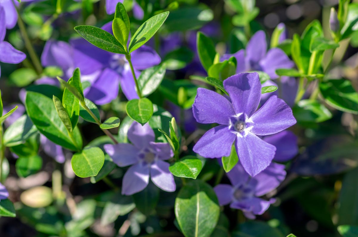 Comment réussir la culture des petites et grandes pervenches ...