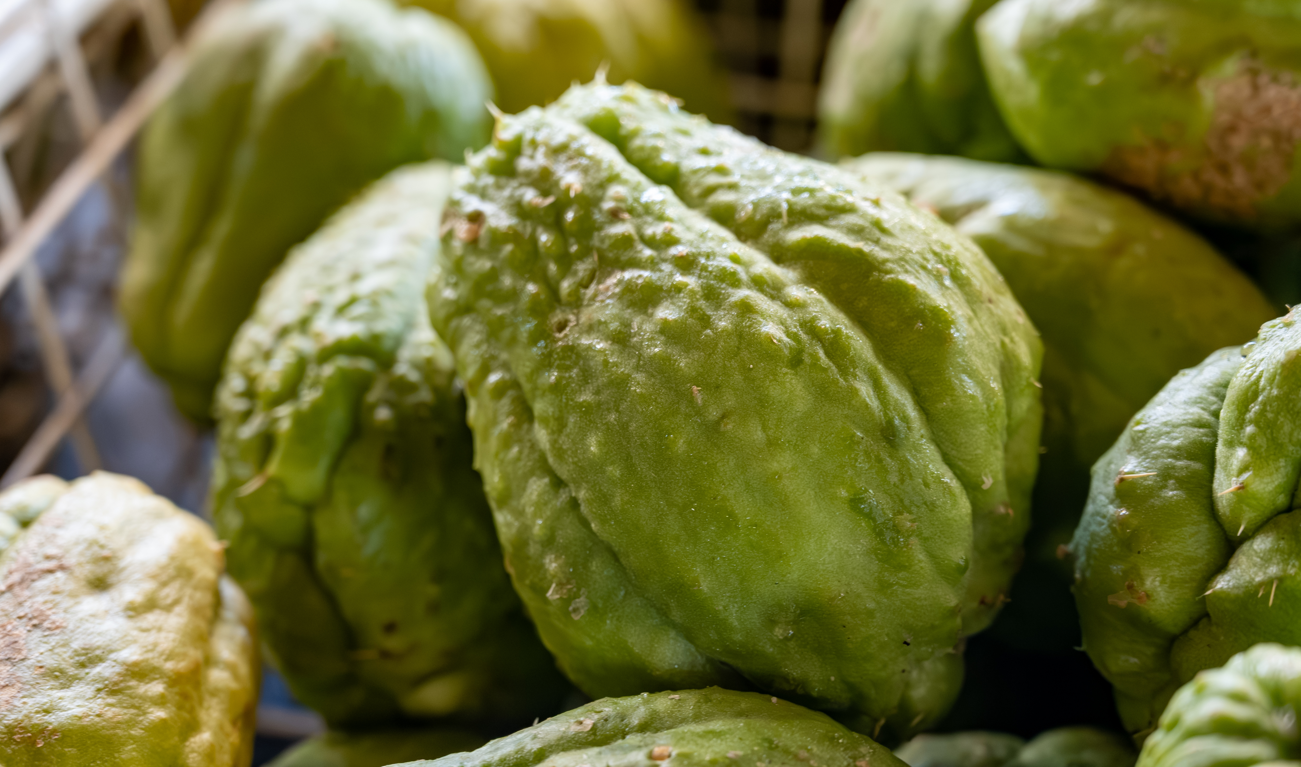 Réussir la culture de la chayotte, un légume fruit adepte de chaleur ...