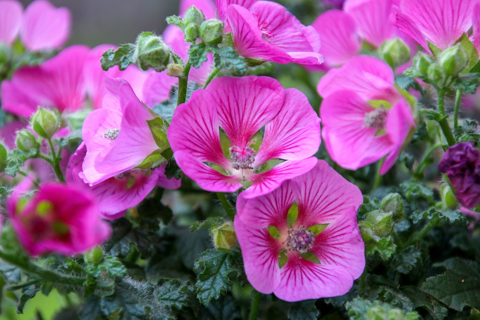 Mauve du Cap : conseils pour cultiver cet arbuste fleuri méditerranéen ...