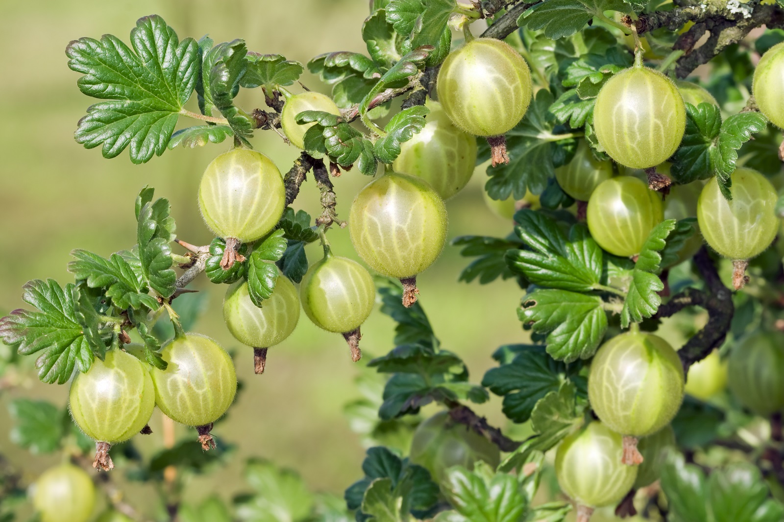 Groseillier à maquereau : cultivez facilement cet arbuste à fruits ...