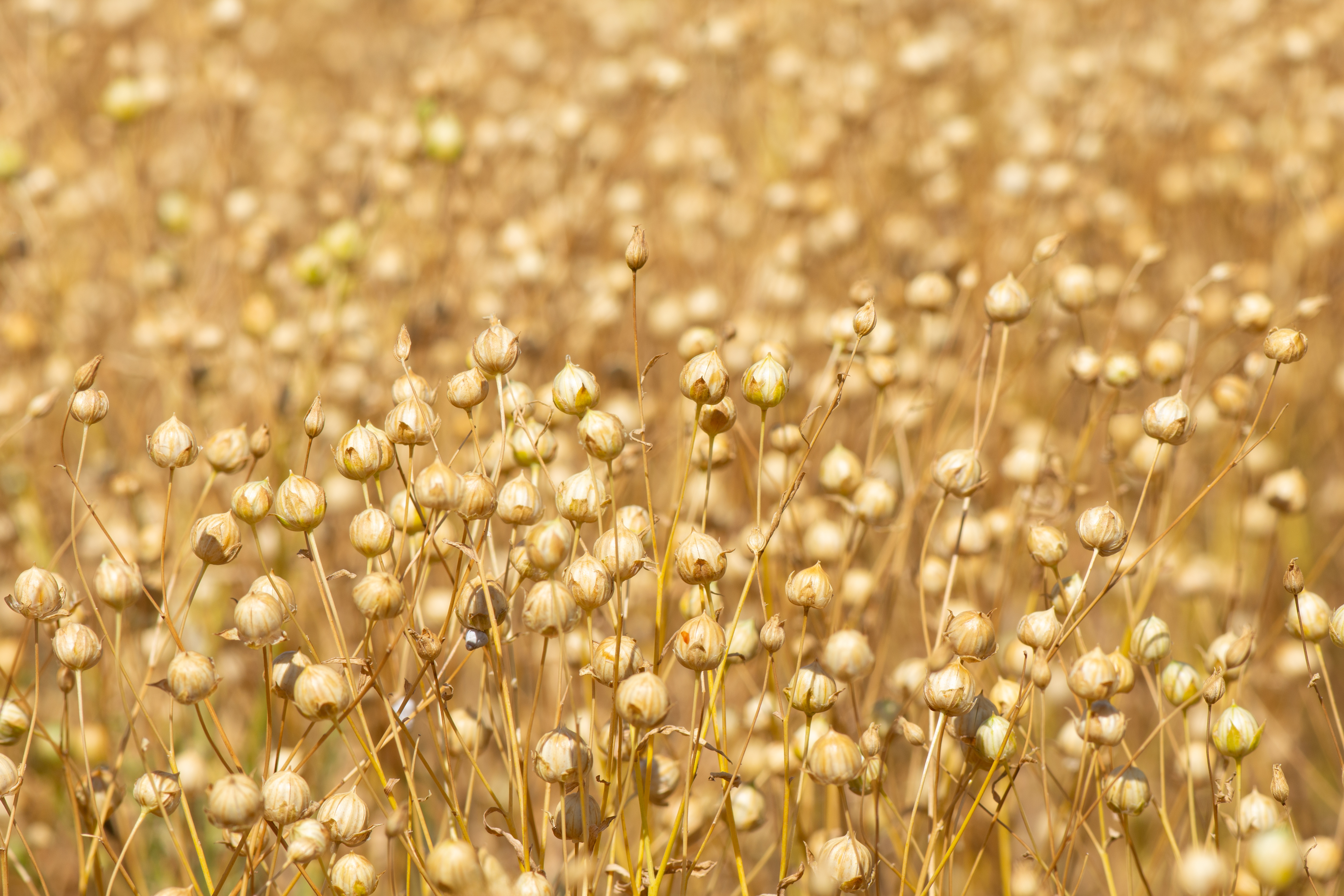 Cultiver le lin vivace ou annuel pour des fleurs colorées tout l'été ...