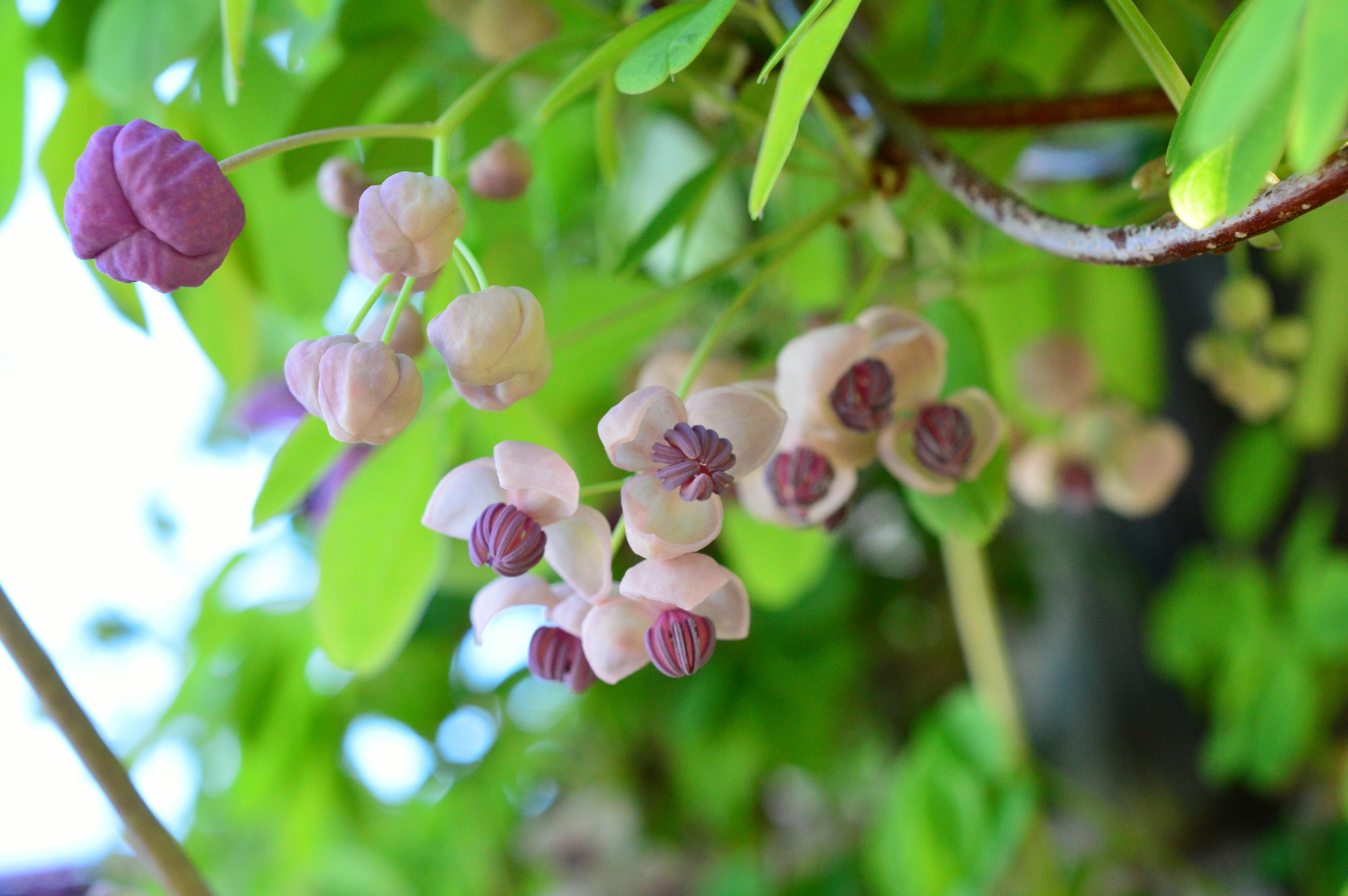 Akebia : découvrez cette liane grimpante aux fruits comestibles ...