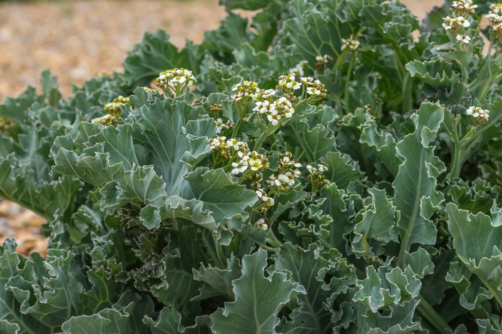 Comment cultiver un pied de crambe maritime ou chou marin dans son ...