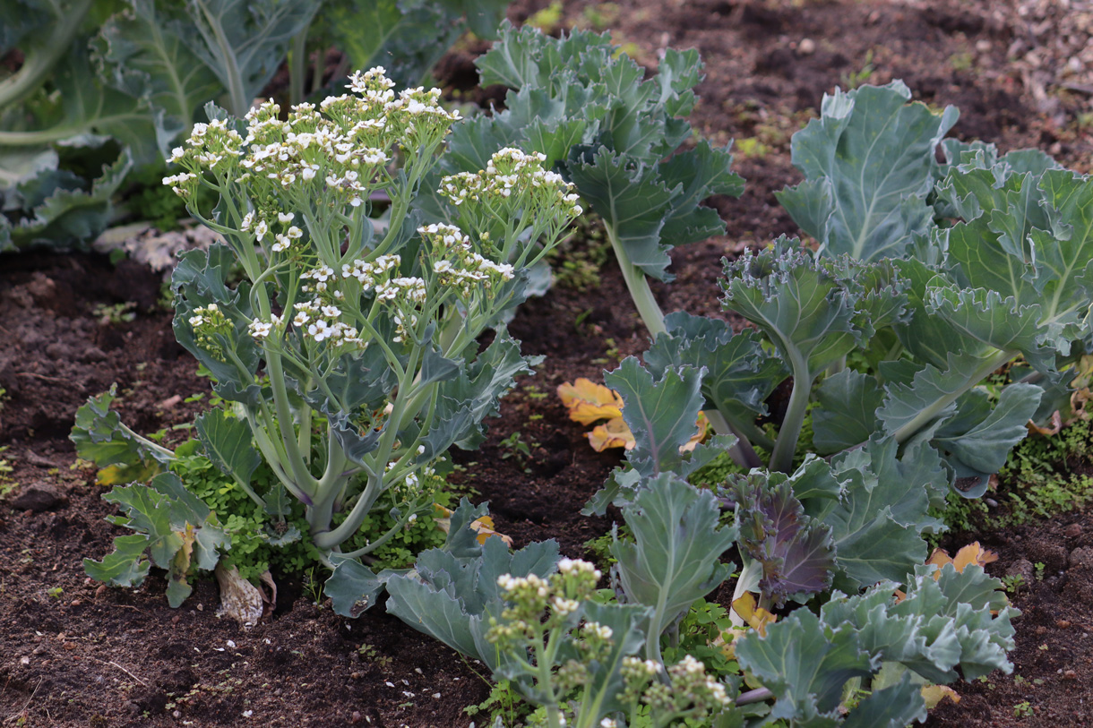 Comment cultiver un pied de crambe maritime ou chou marin dans son ...