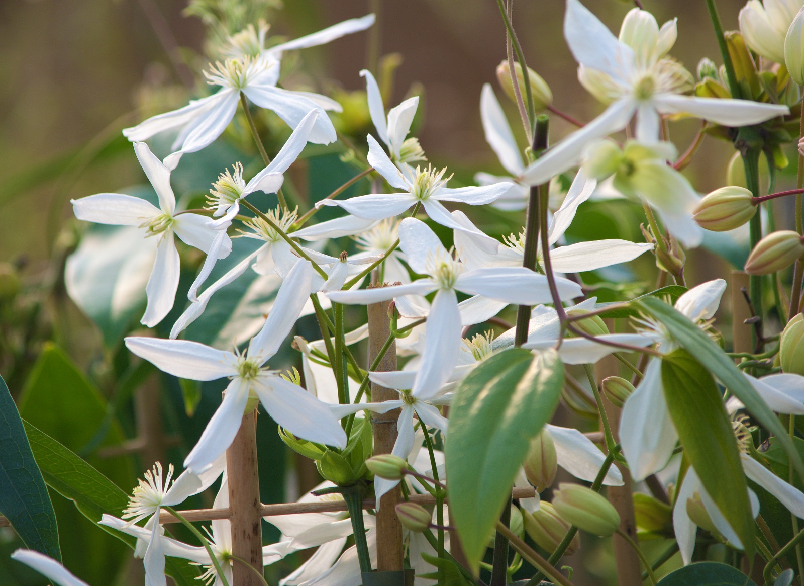 Comment cultiver une clématite armandii pour fleurir le printemps ...